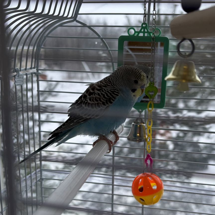 Попугай волнистый