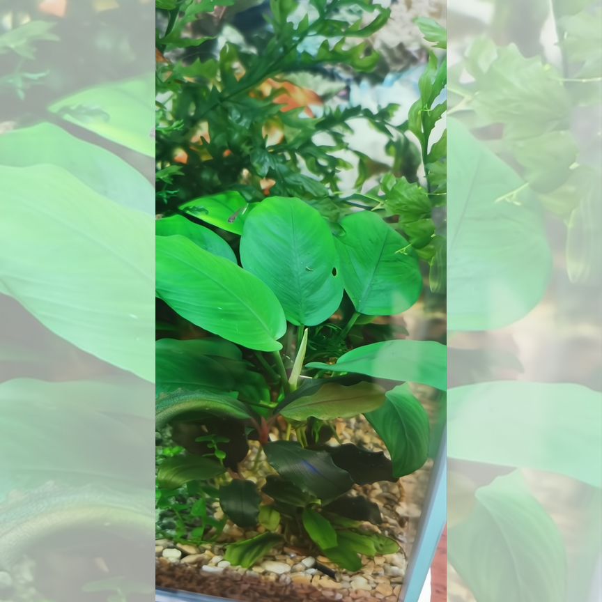 Аквариумные растения анубиас