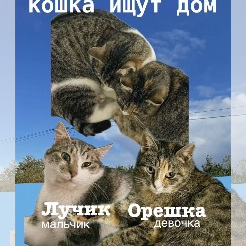 Взрослый кот в добрые руки