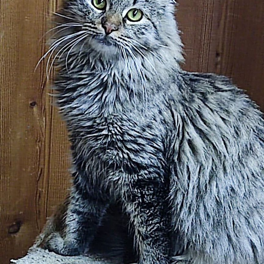 Сибирский кот 8 мес, кастрирован, с анализами