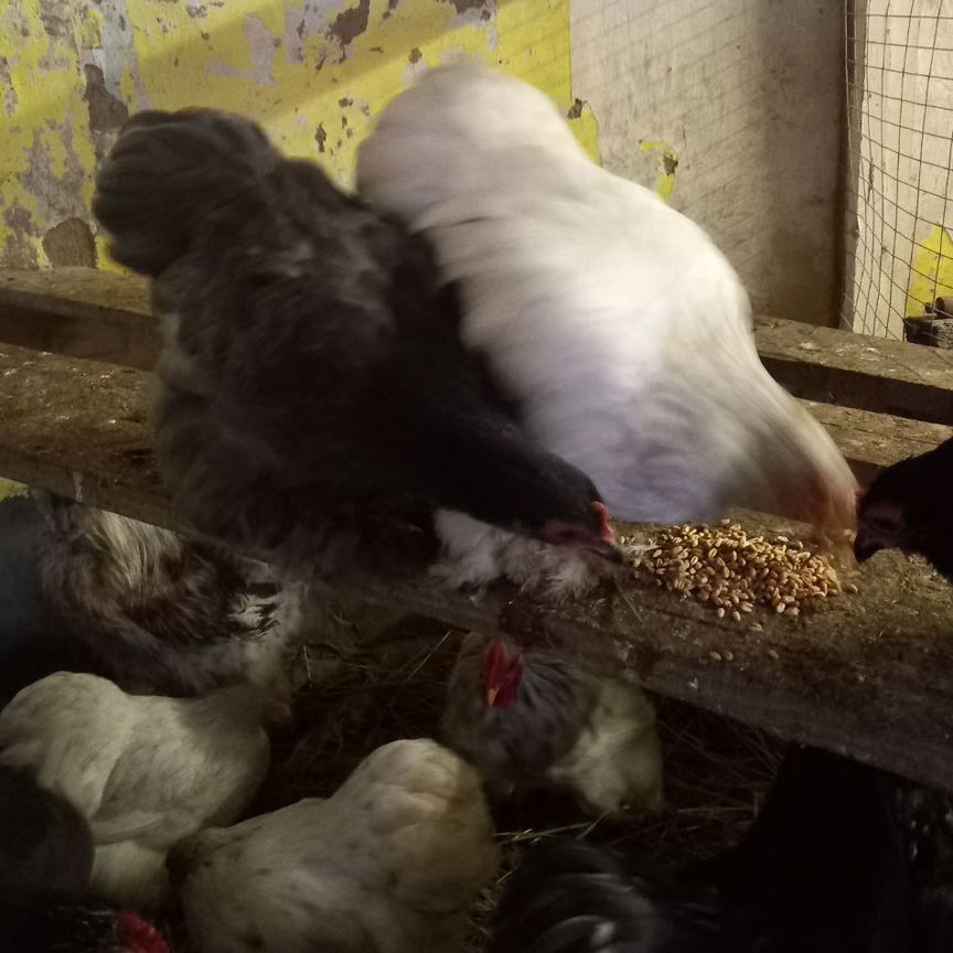 Куры карликовый кохинхин