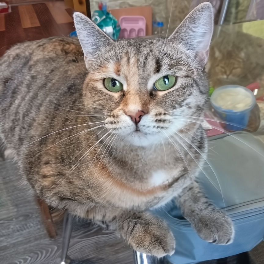 Взрослая, Девочка кошка в добрые руки