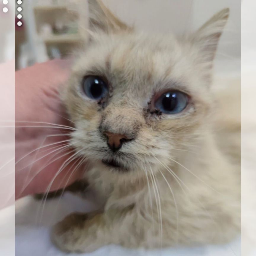 Невская маскарадная кошка, взрослая