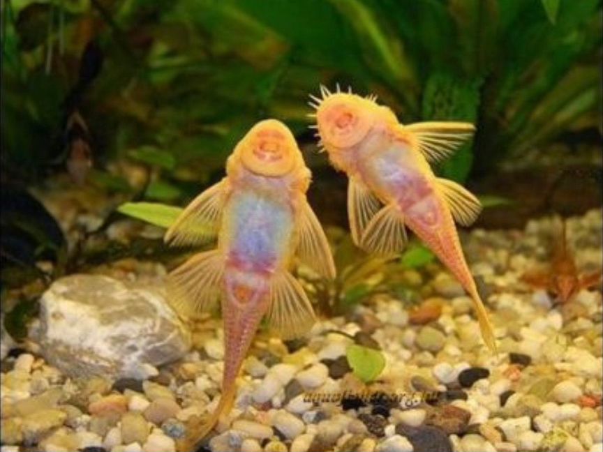 Птеригоплихт парчовый