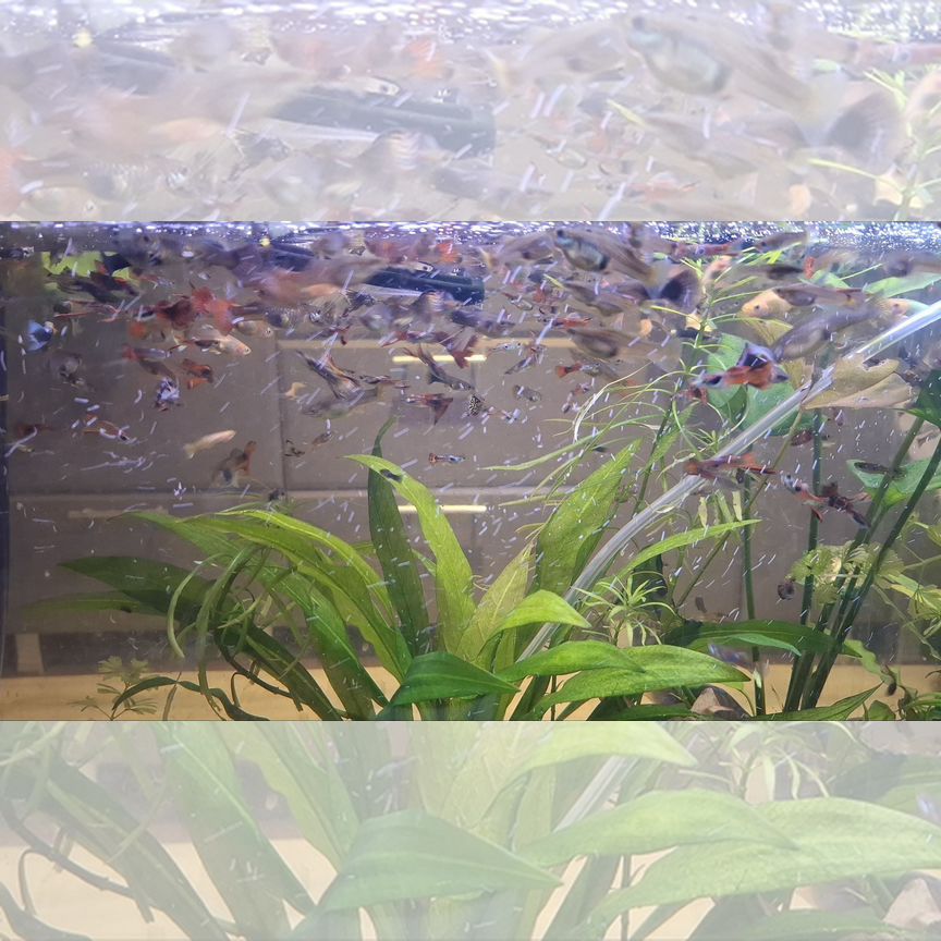 Рыбки гуппи