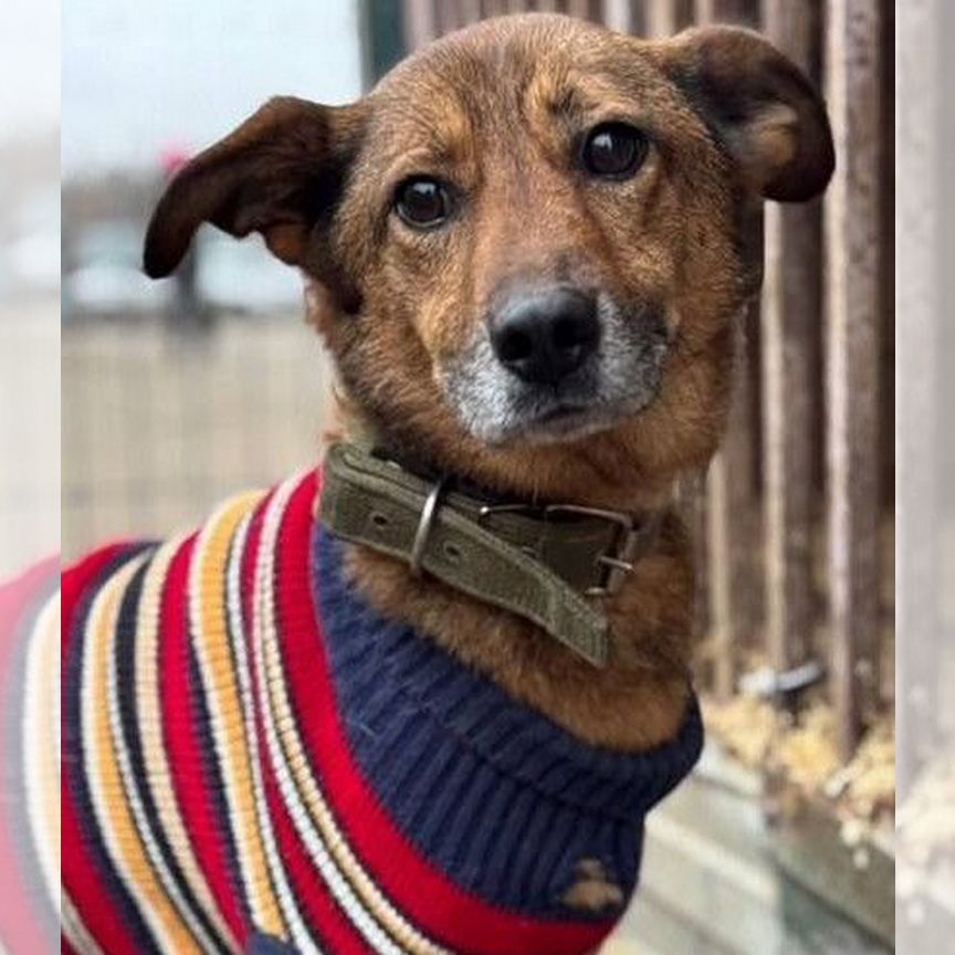 Взрослая собака в добрые руки