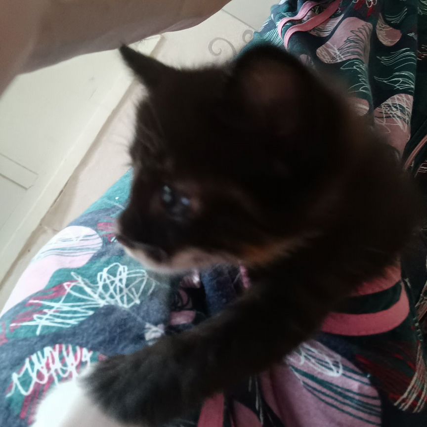 Котята в добрые руки бесплатно девочка