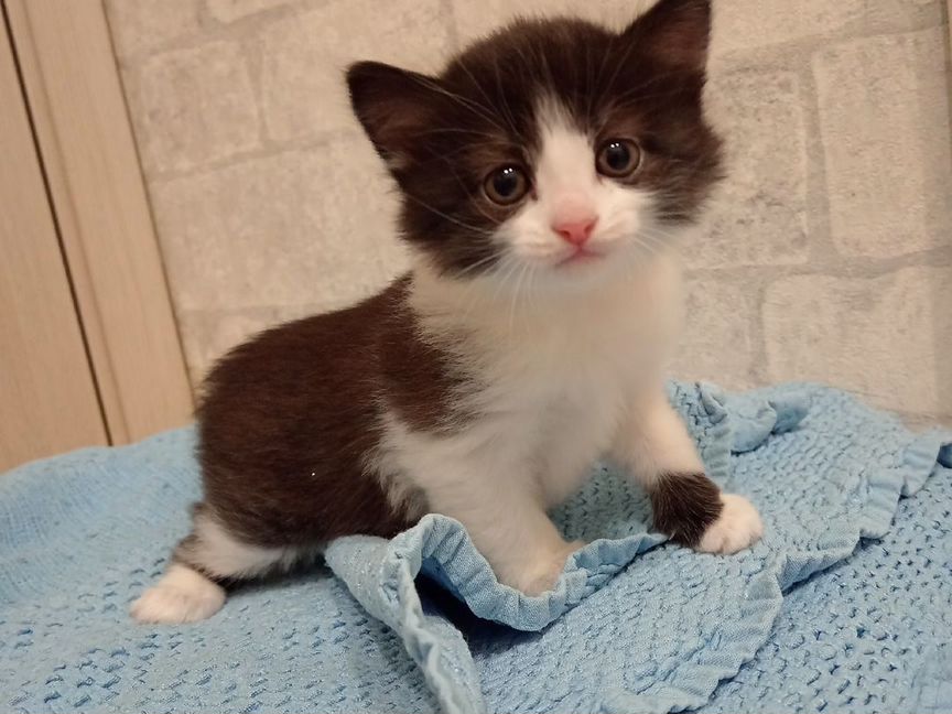 Котята