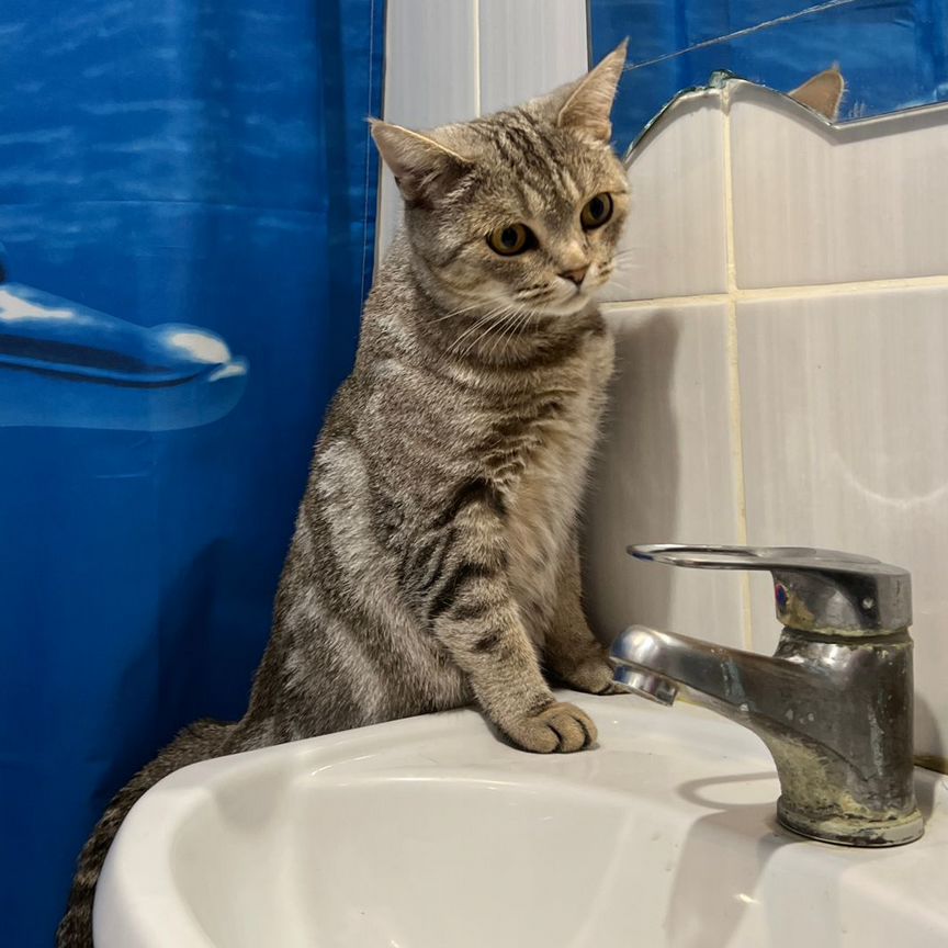 Британская короткошёрстная, взрослая кошка