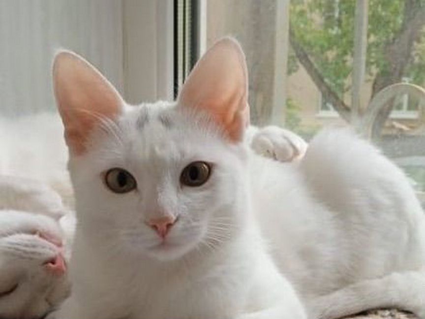 Белая кошечка Шанель в добрые руки