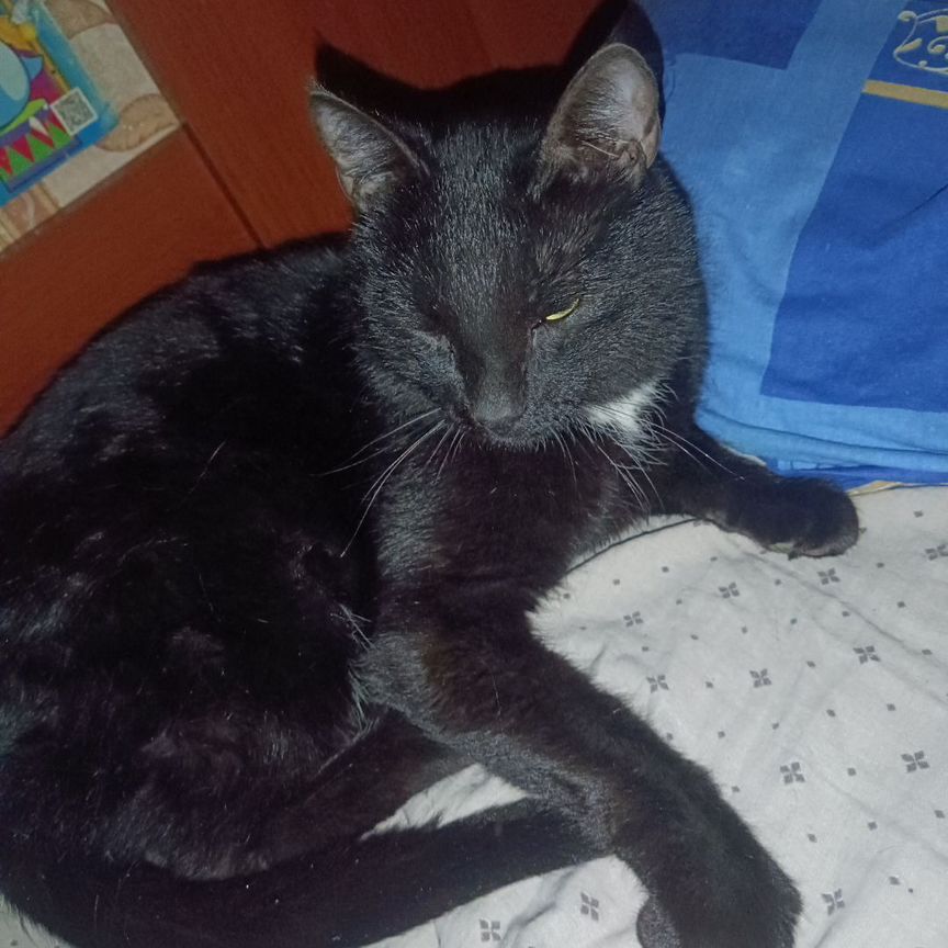 Кошка