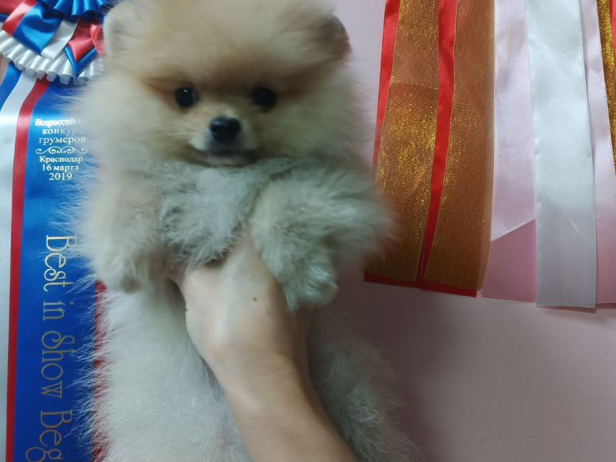 Померанский шпиц