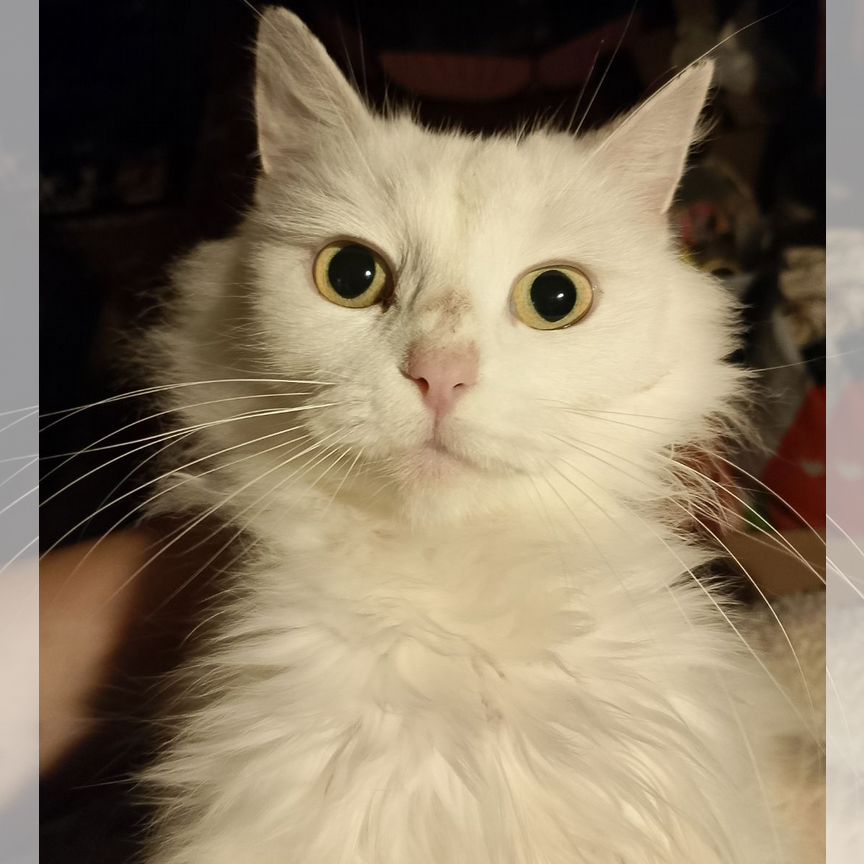 Турецкая ангора, взрослая кошка