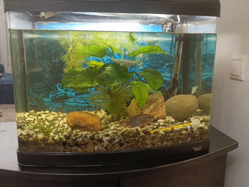 Аквариум на 60 литров