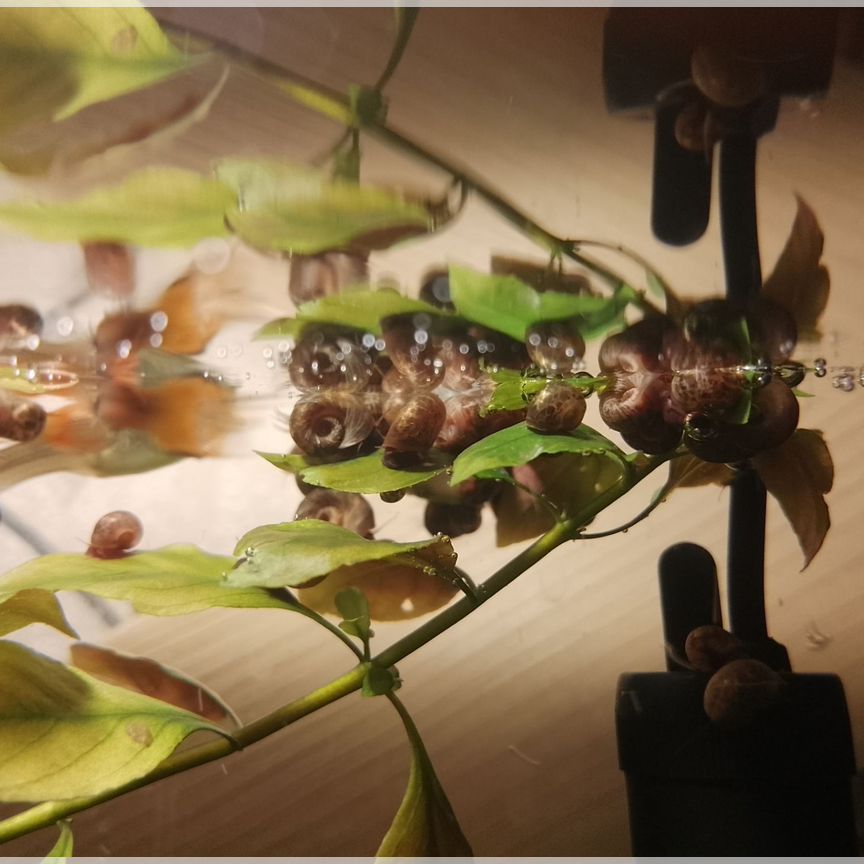 Улитки аквариумные