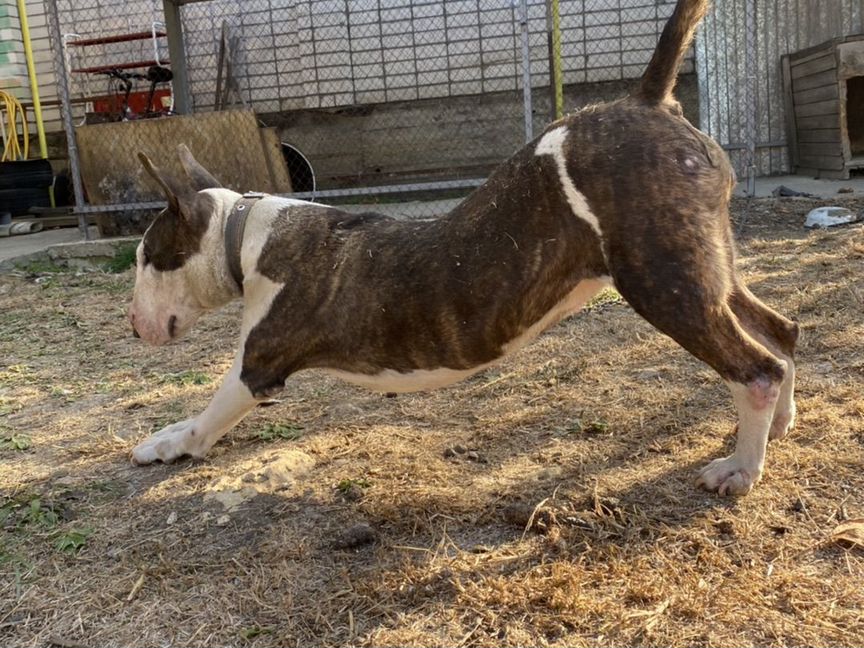 Бультерьер