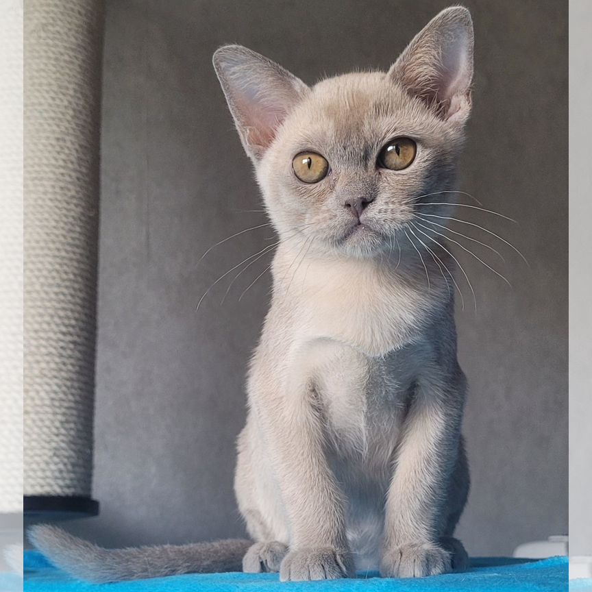 Лиловый бурманский котенок