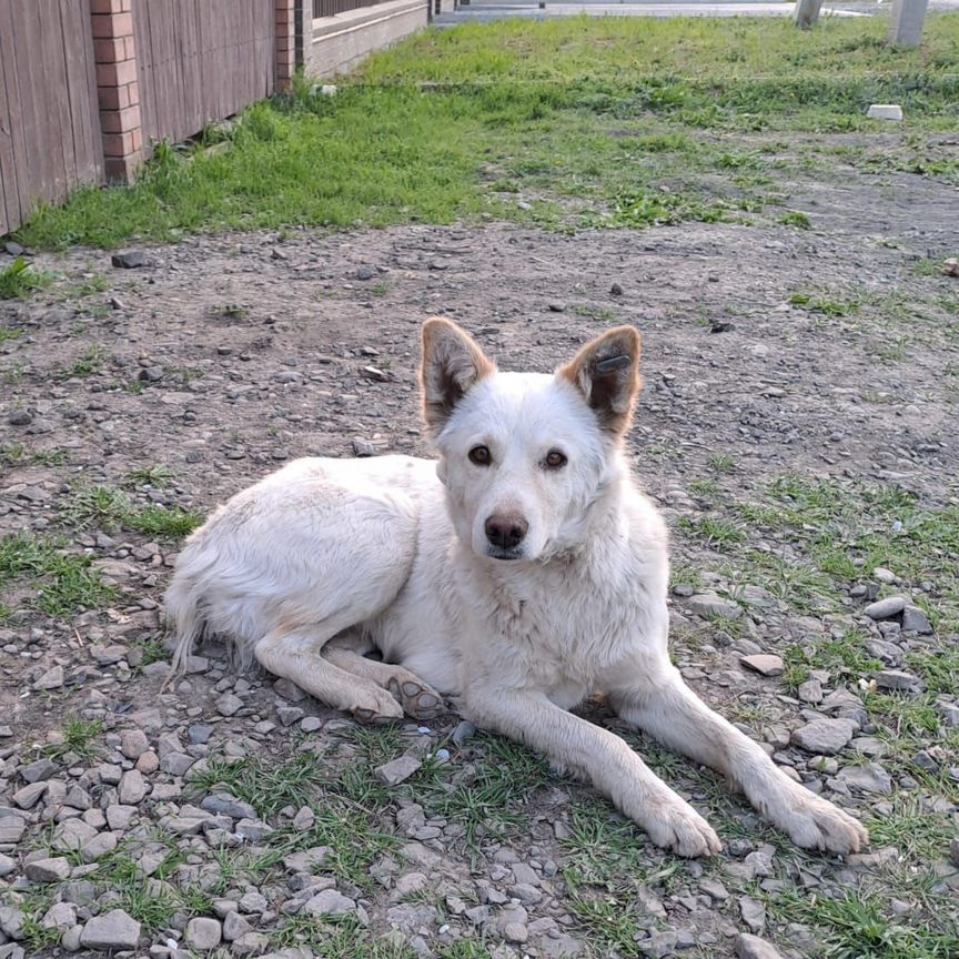 Собака. Джесси. стерилиз. Батайск. Ищем ручки