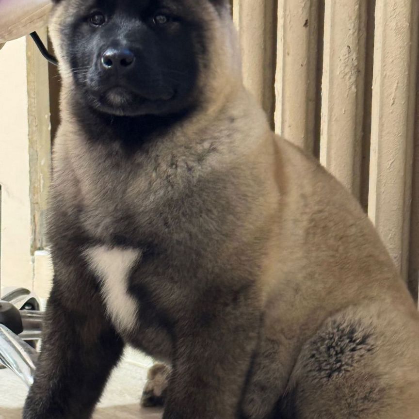 Американская акита