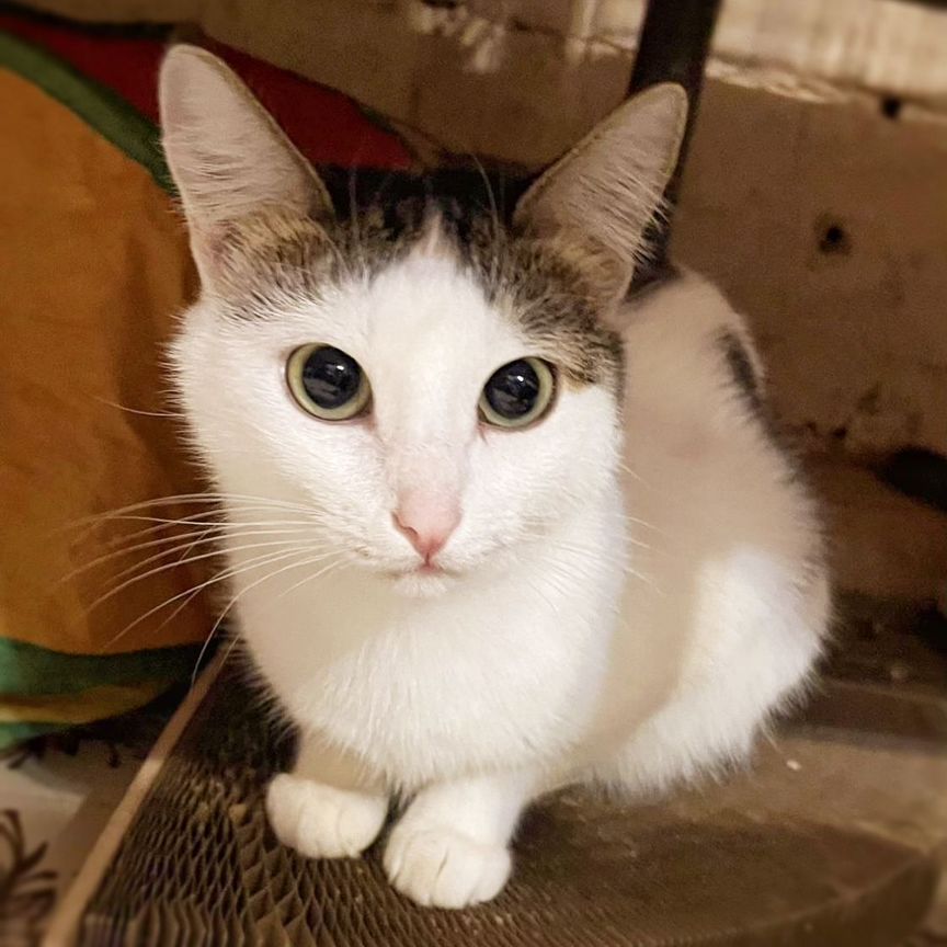 Оливку уже год никто не замечает