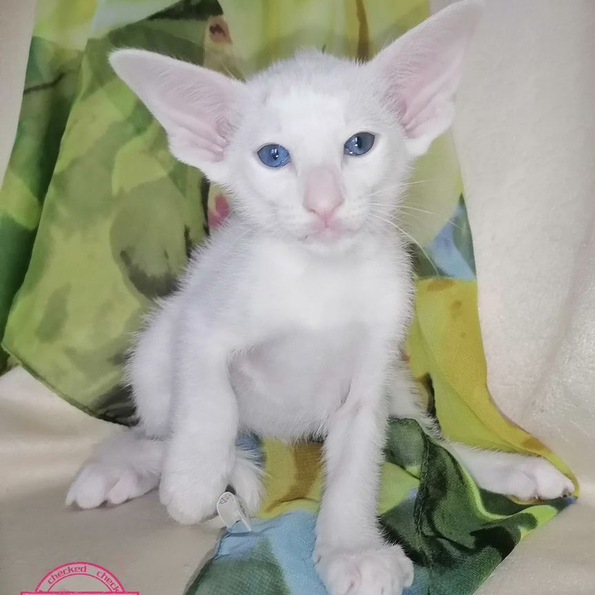 Ориентальные котята