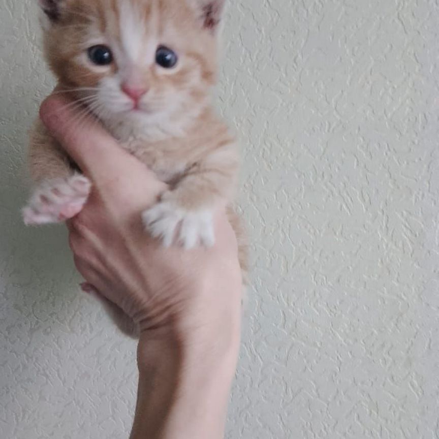 Рыжий котенок