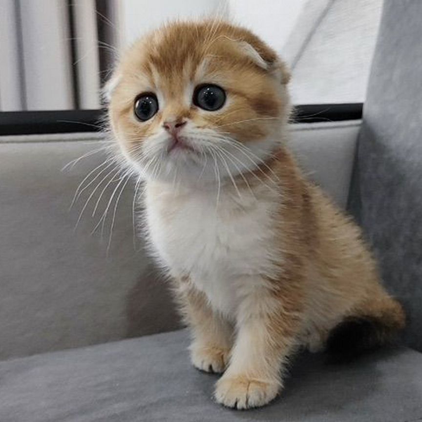 Шотландский вислоухий короткошёрстный котёнок