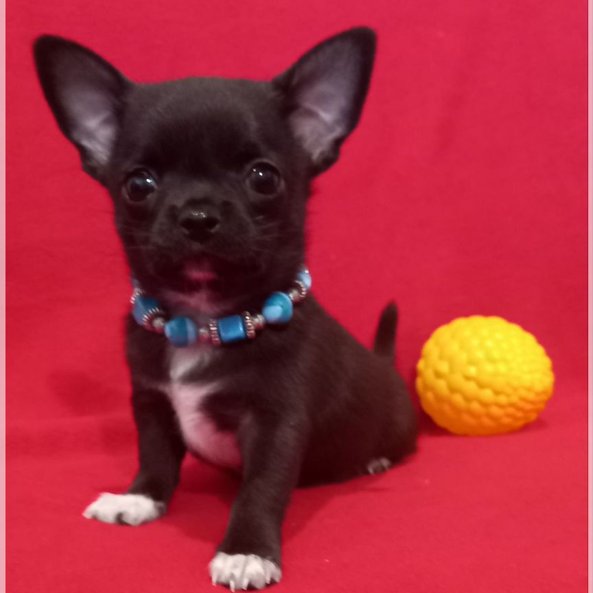 Мини кроха - чихуахуа