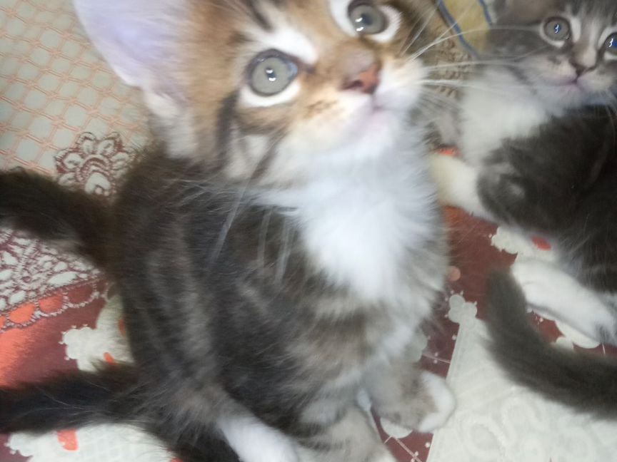 Котята мейн-кун род1 ноября