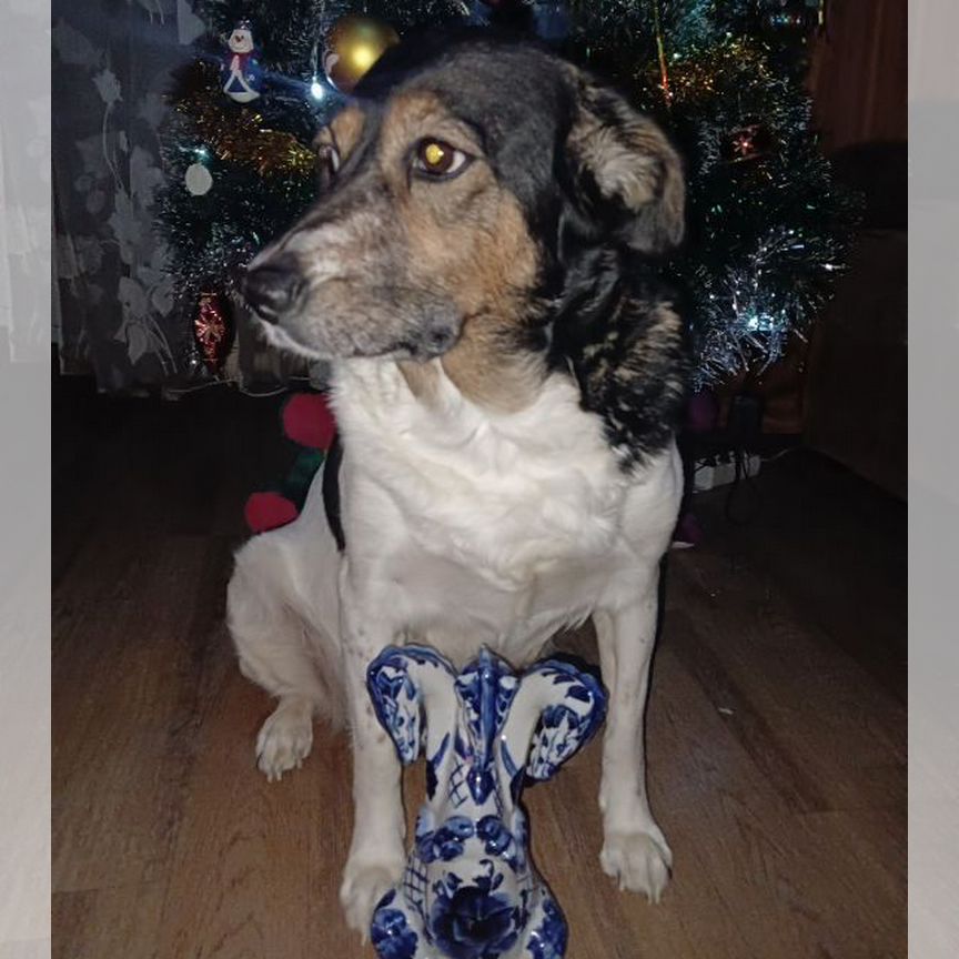 Отдам в добрые руки