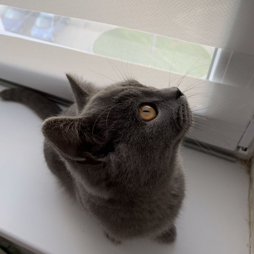 Британский кот