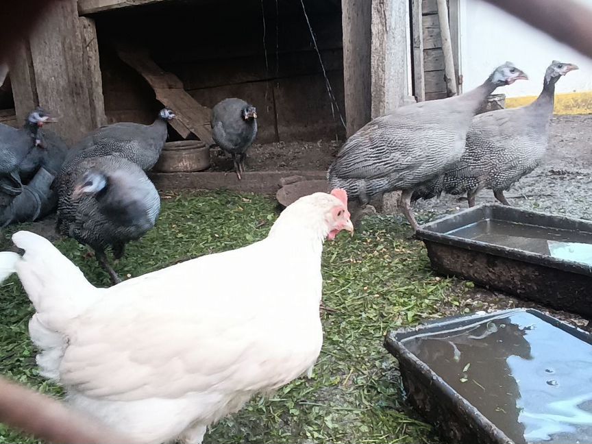 Курицы несушки молодки