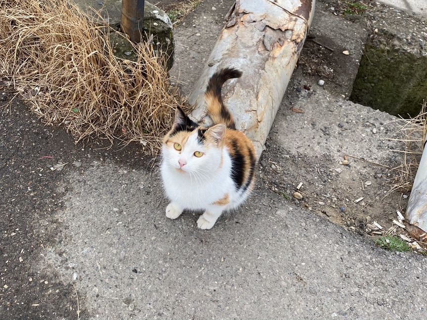 Заберите кошечку
