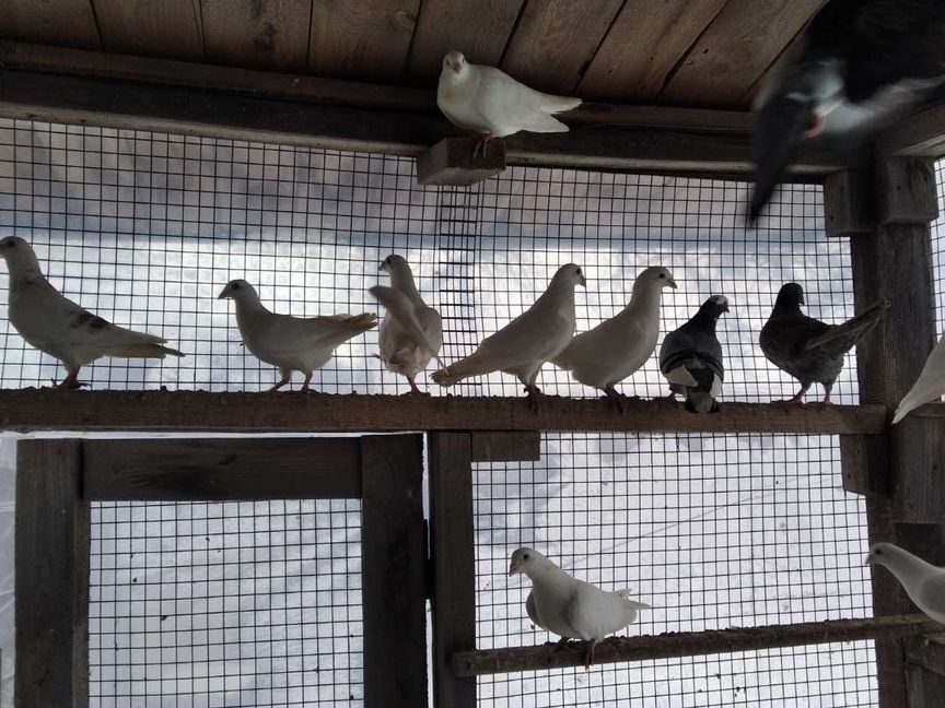 Голубь Бельгийский Спортивный почтовый