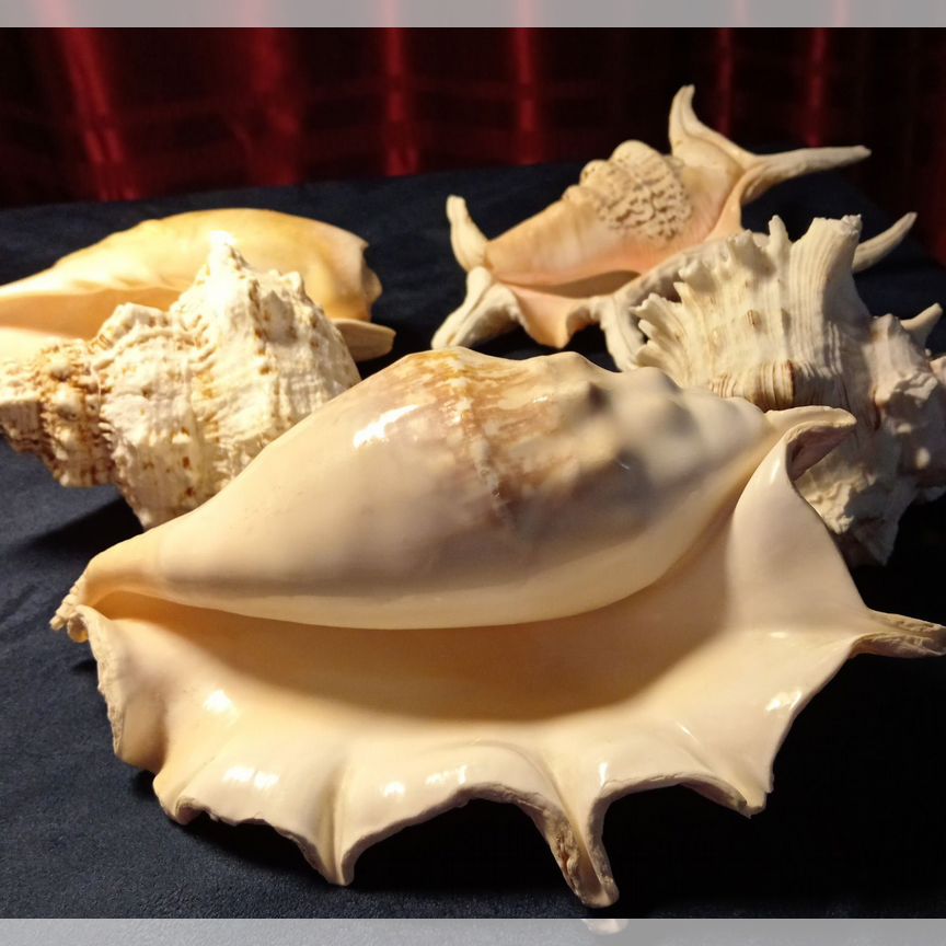 Большая морская раковина