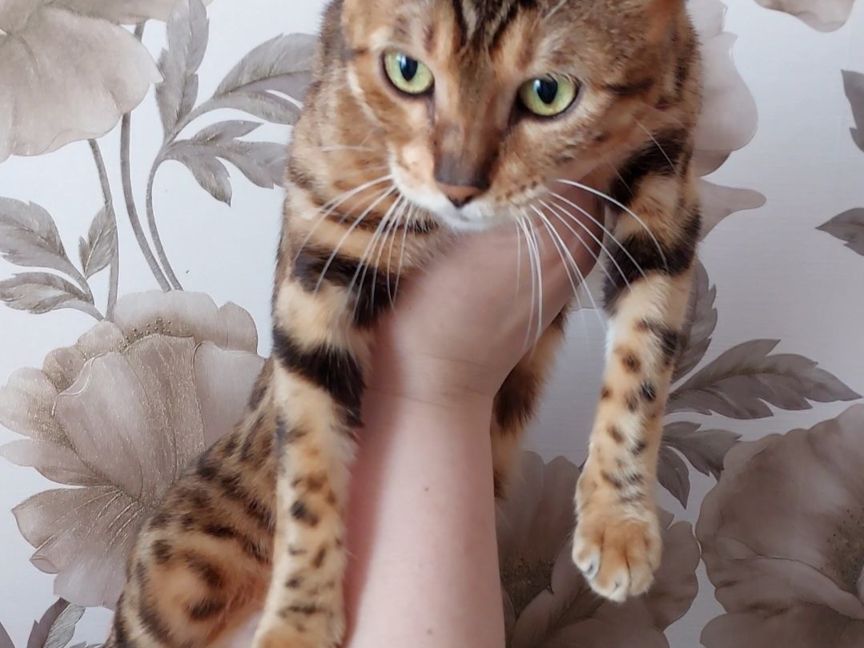 Бенгальская кошка в добрые руки