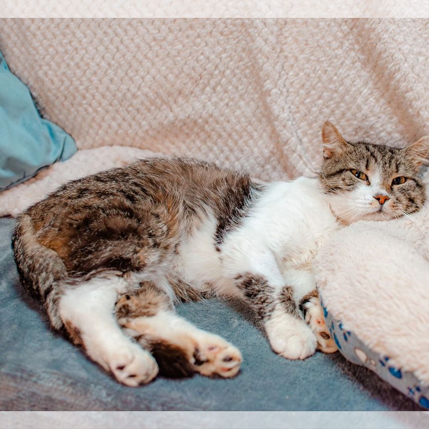 Кот Максик ищет дом