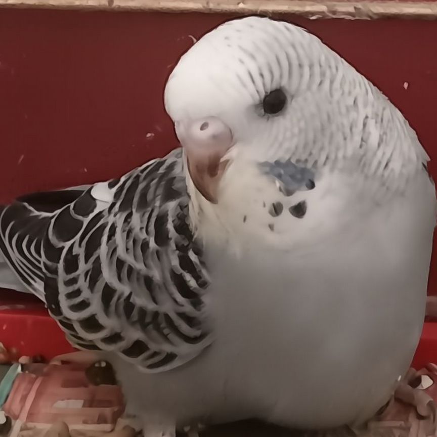 Птенцы волнистый попугай самки