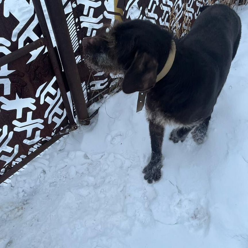 Дратхаар