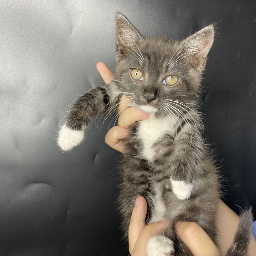 Полубританцы котята