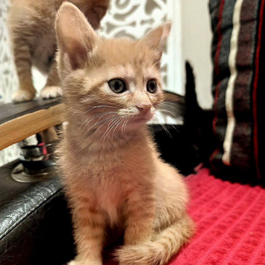 Котята в добрые руки бесплатно