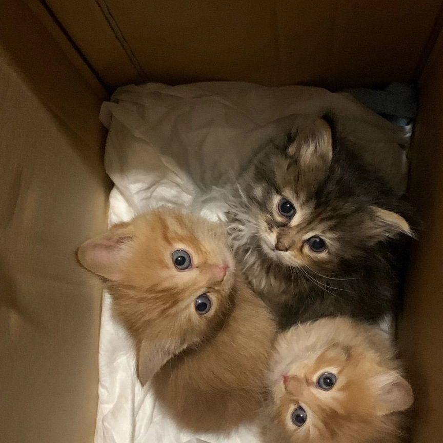 Отдам котят в хорошие руки