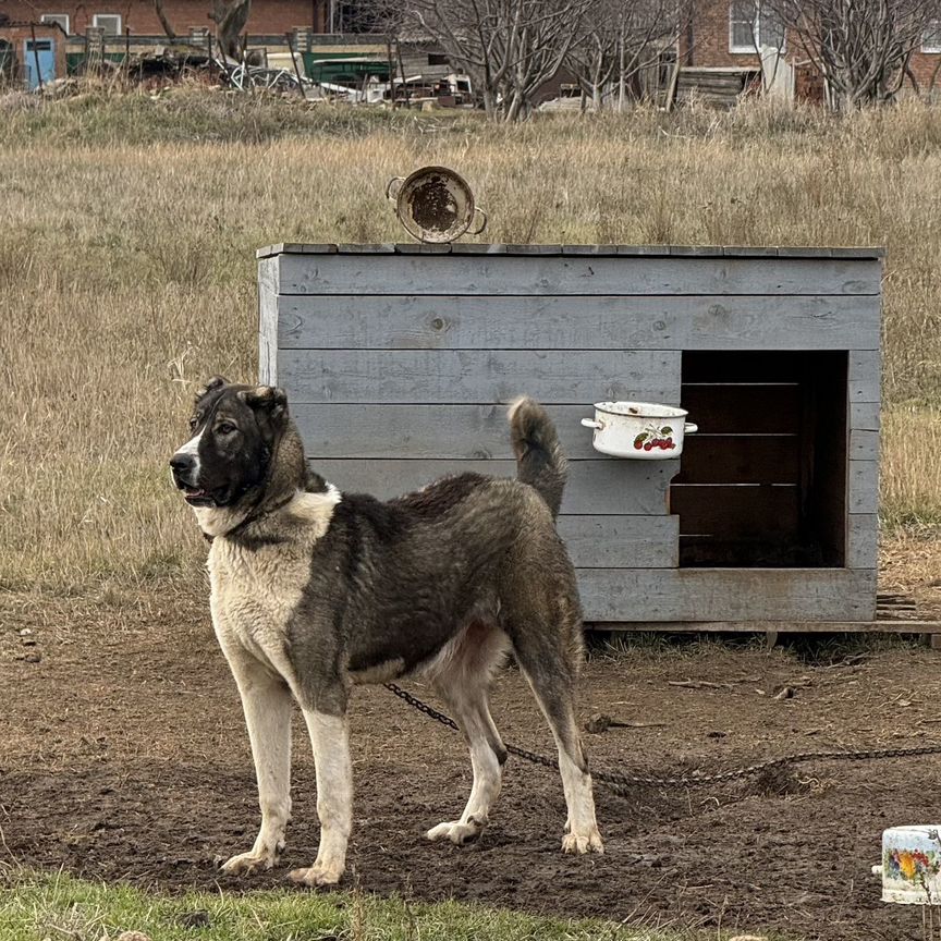 Кавказский волкодав