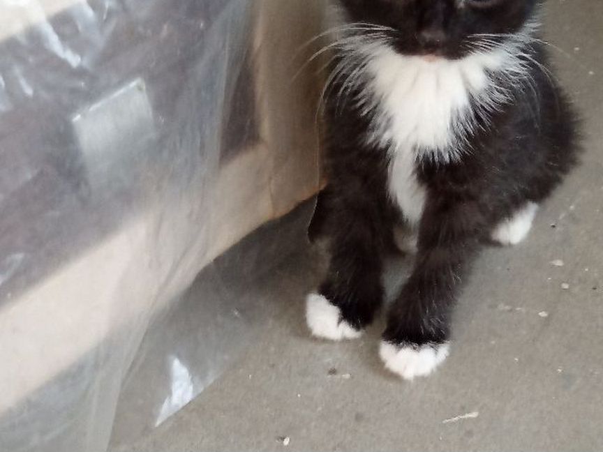 Милые котята ищут дом