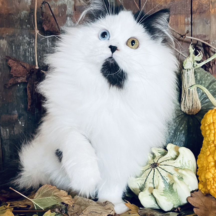 Шотландский мальчик в редчайшем окрасе