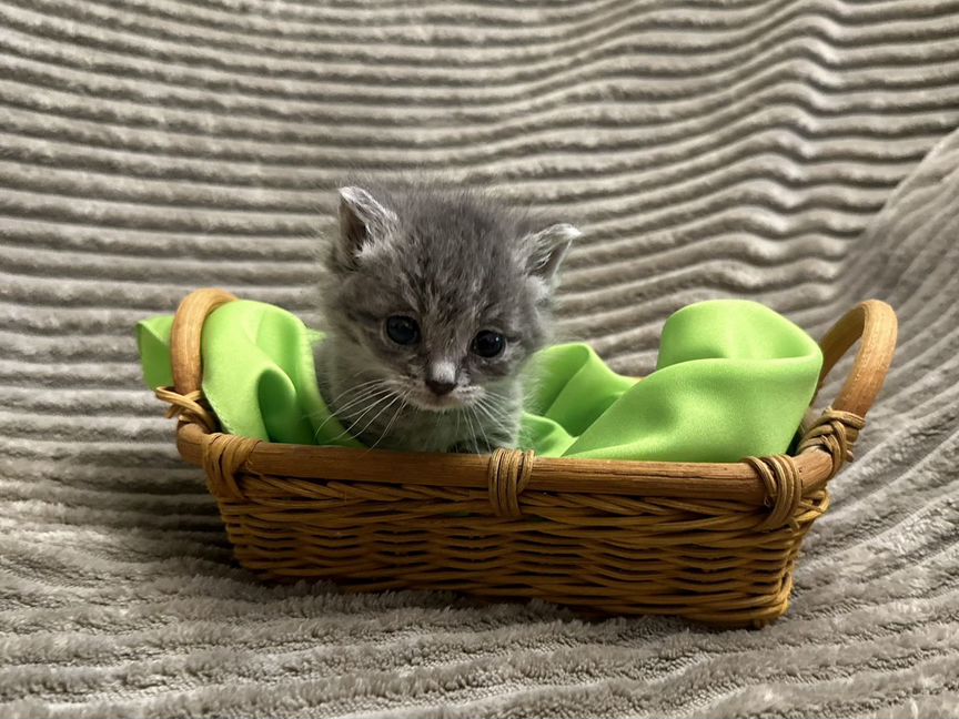 Котята в добрые руки бесплатно серый