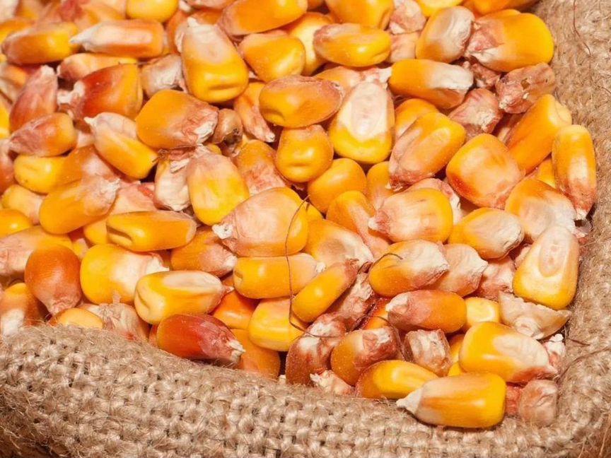 Кормовой овёс, Гречиха на корм