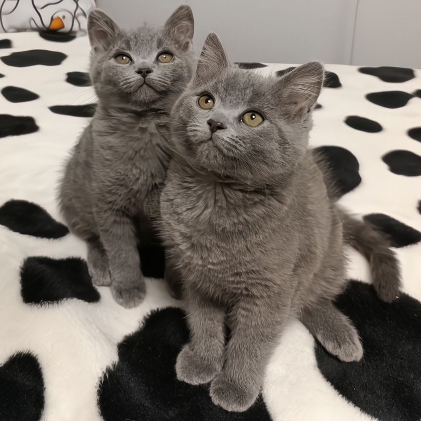 Шотландский прямоухий короткошёрстный котёнок