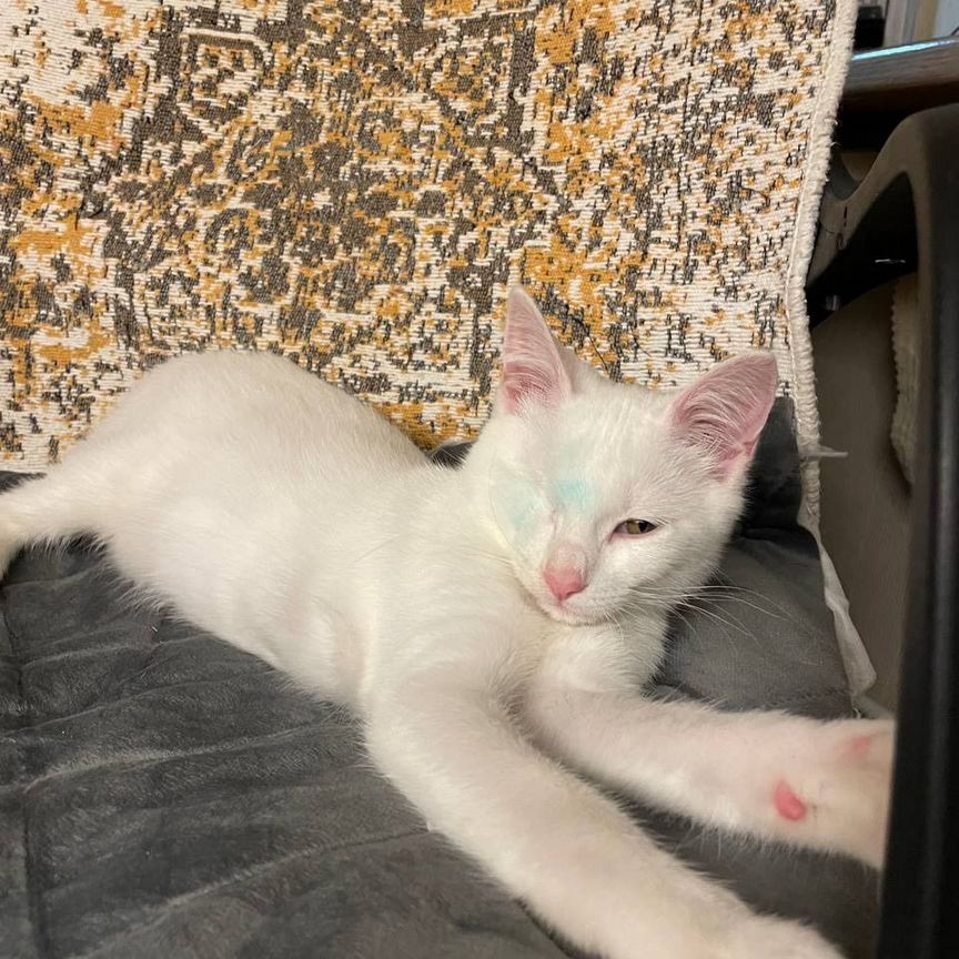 Котёнок в добрые руки