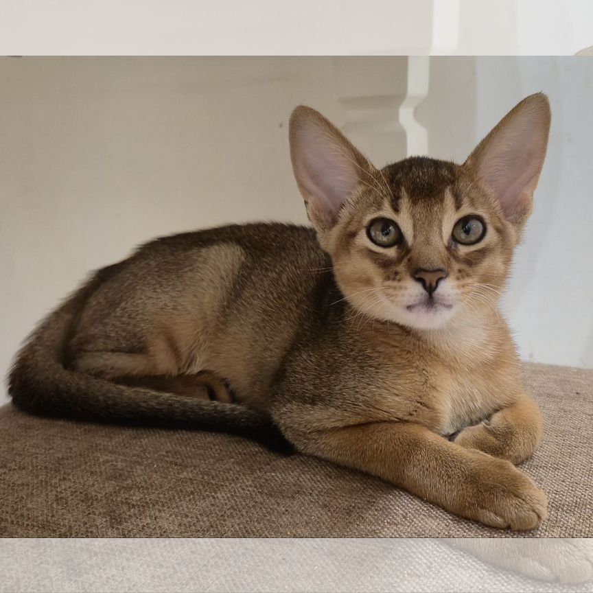 Абиссинский котёнок